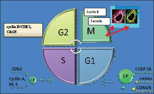 What is the Cell Cycle? - Pathosomes