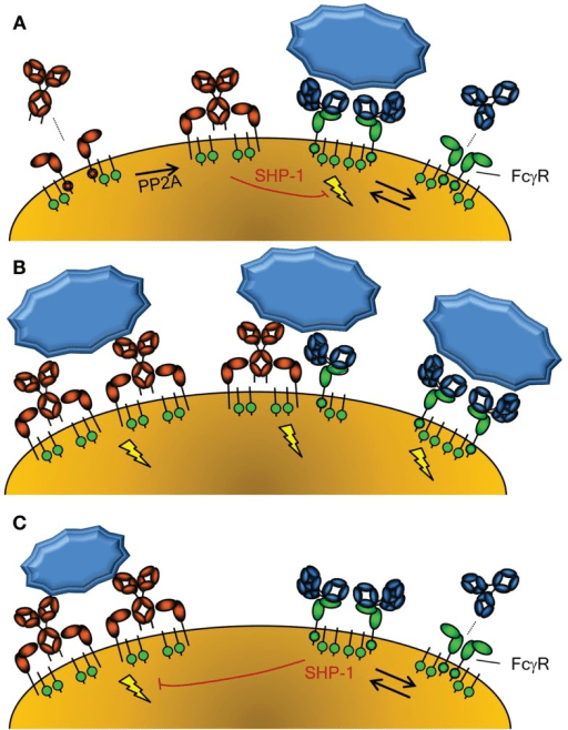 What is Cellular Activation? - Pathosomes
