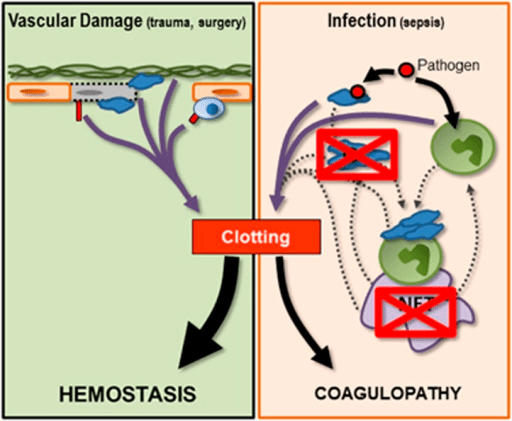 What are Coagulation Factor Defects? - Pathosomes