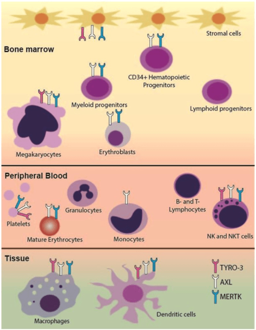 What are Defects in Lymphocyte Maturation? - Pathosomes