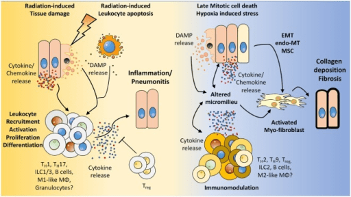 Growth Adaptations Pathology Study Guide - Pathosomes