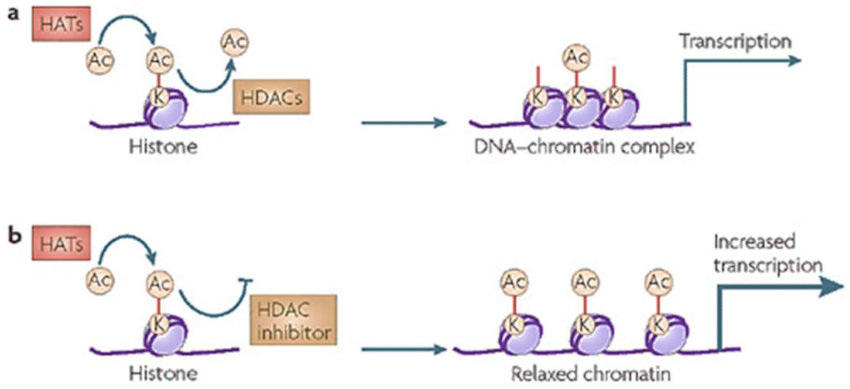 What is Histone Acetylation? - Pathosomes