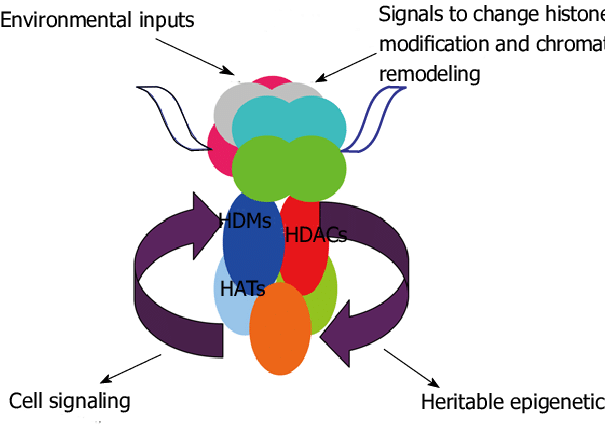 What are Histone Modifying Factors? - Pathosomes