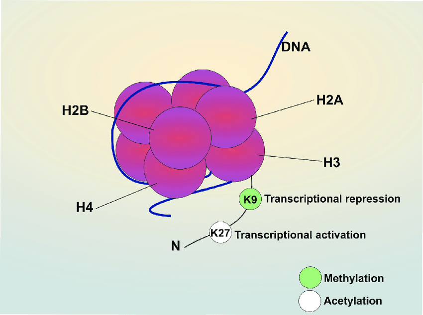 What are Histones? - Pathosomes