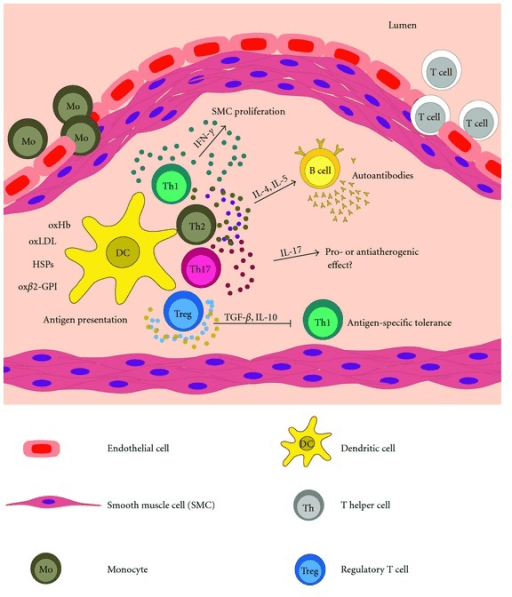 How Are Lymphocytes Activated? - Pathosomes