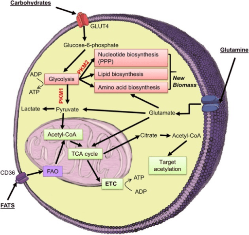 What is Intermediate Metabolism? - Pathosomes