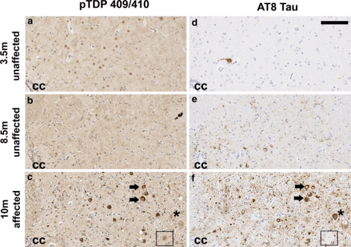 What is Pathology? - Pathosomes