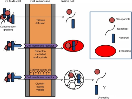 What is Passive Membrane Diffusion? - Pathosomes