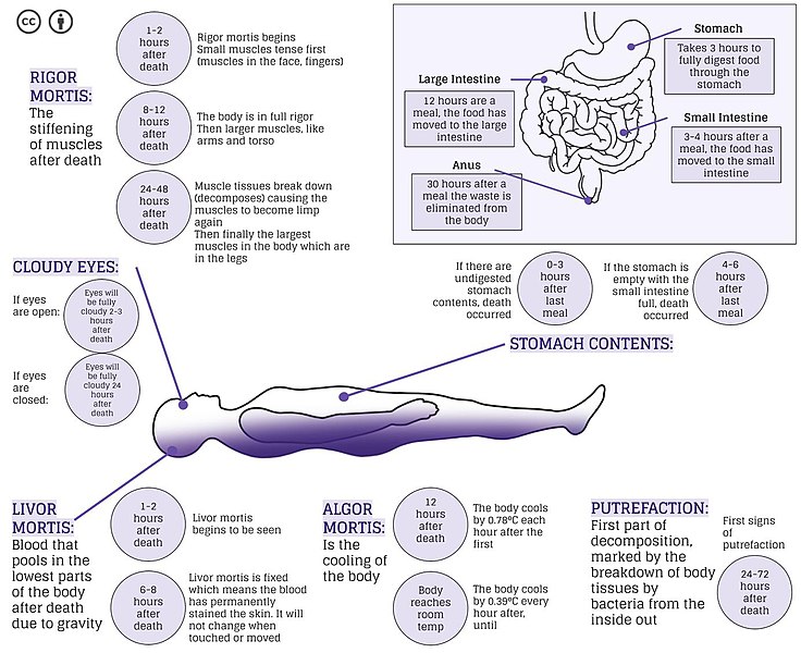 What are Postmortem Changes? - Pathosomes