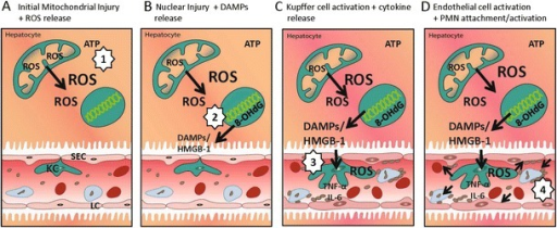 What is Reversible Cell Injury? - Pathosomes