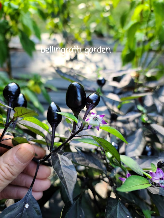 Seeds | Patrick's Pepper Patch