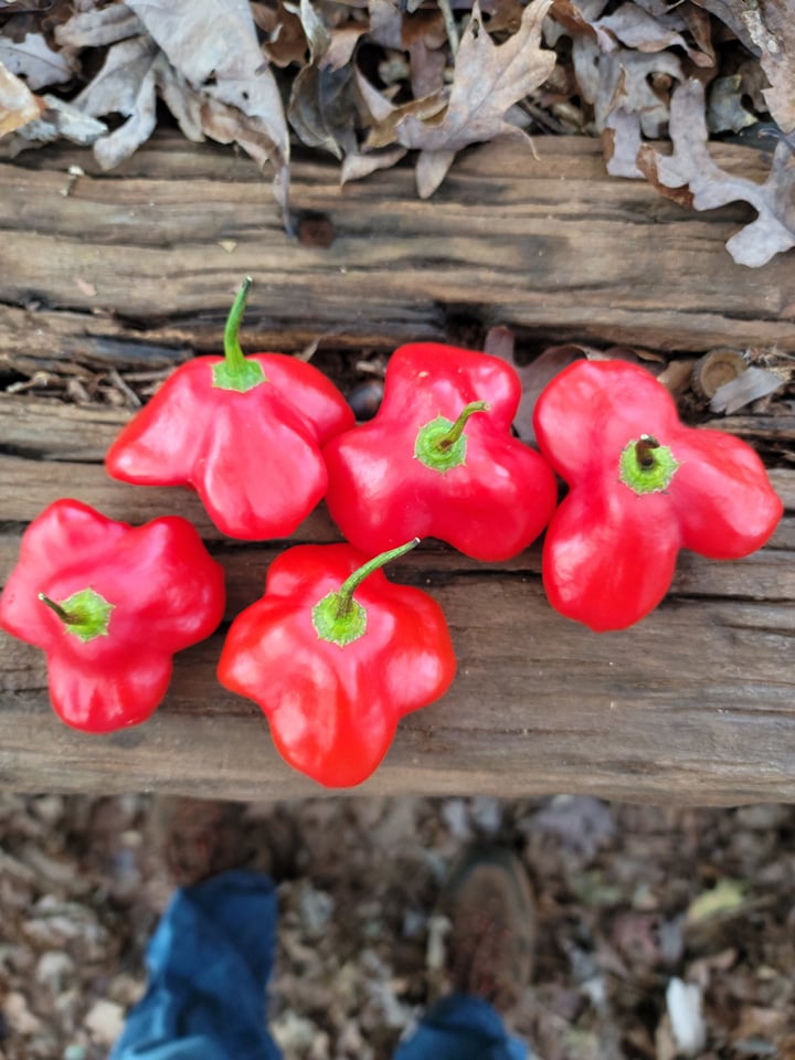 Mad Hatter | Patrick's Pepper Patch