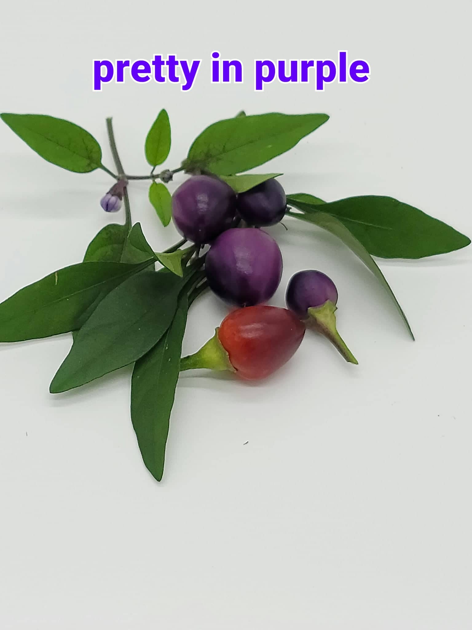 Pretty In Purple | Patrick's Pepper Patch