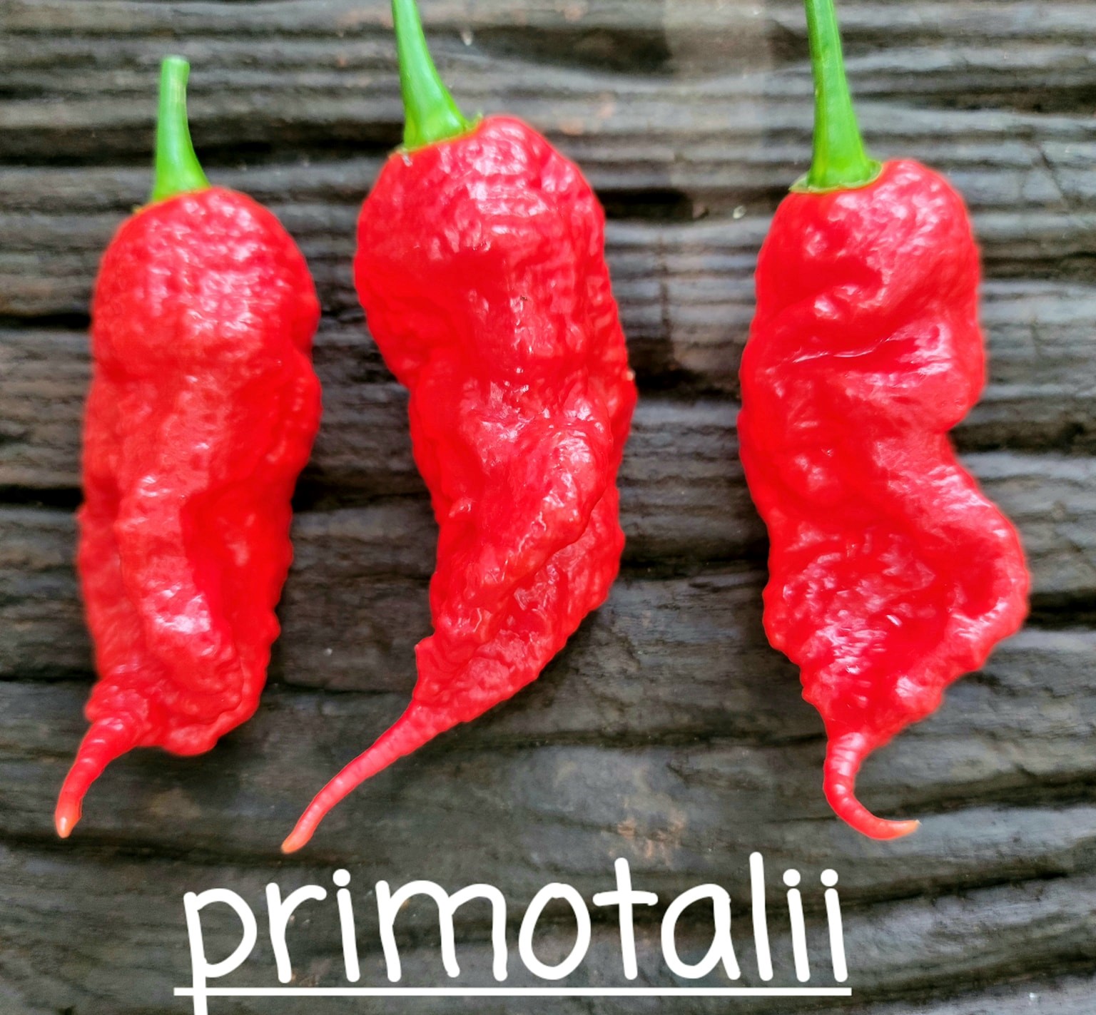Primotalii | Patrick's Pepper Patch