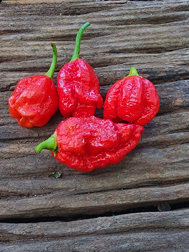 JAFSH | Patrick's Pepper Patch