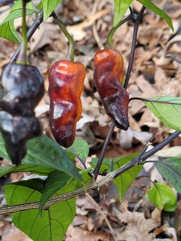 Black Phantom red/black | Patrick's Pepper Patch