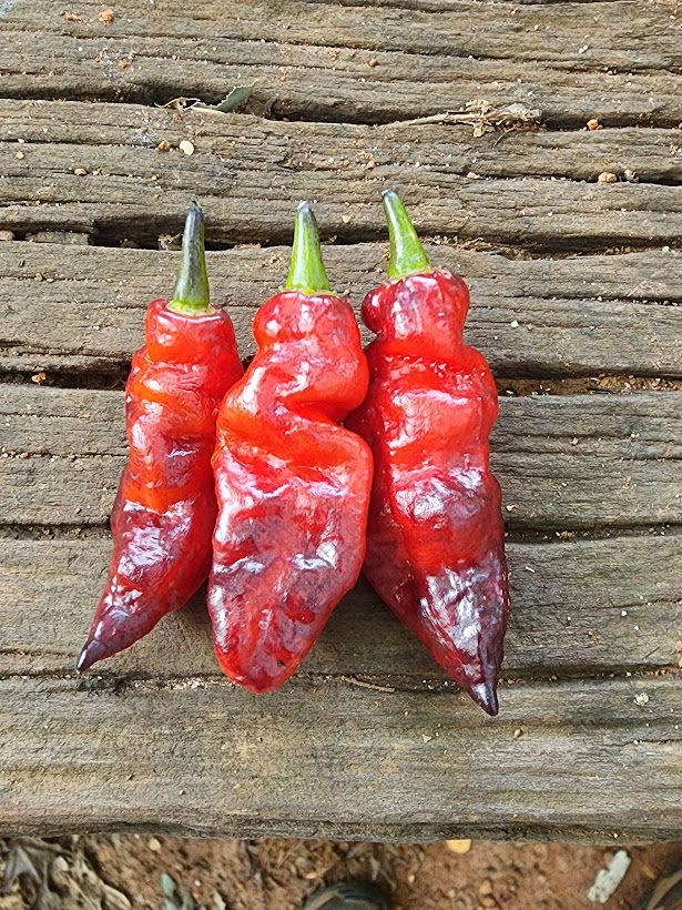 Shop | Patrick's Pepper Patch