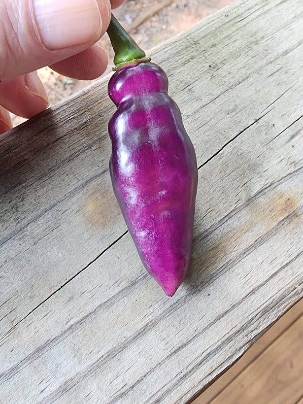 Pimenta Da Neyde | Patrick's Pepper Patch