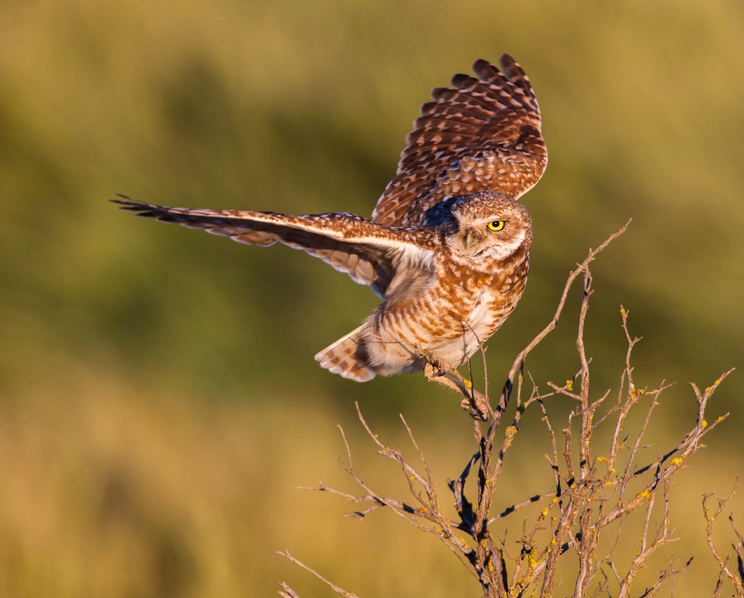 Paul Bannick Photography Owl: A Year in the Lives of North American ...