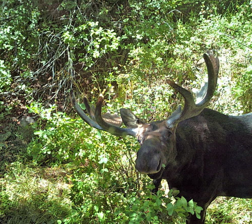 MORE MOOSE MEETINGS – Be Careful Or You May Get What You Ask For ...