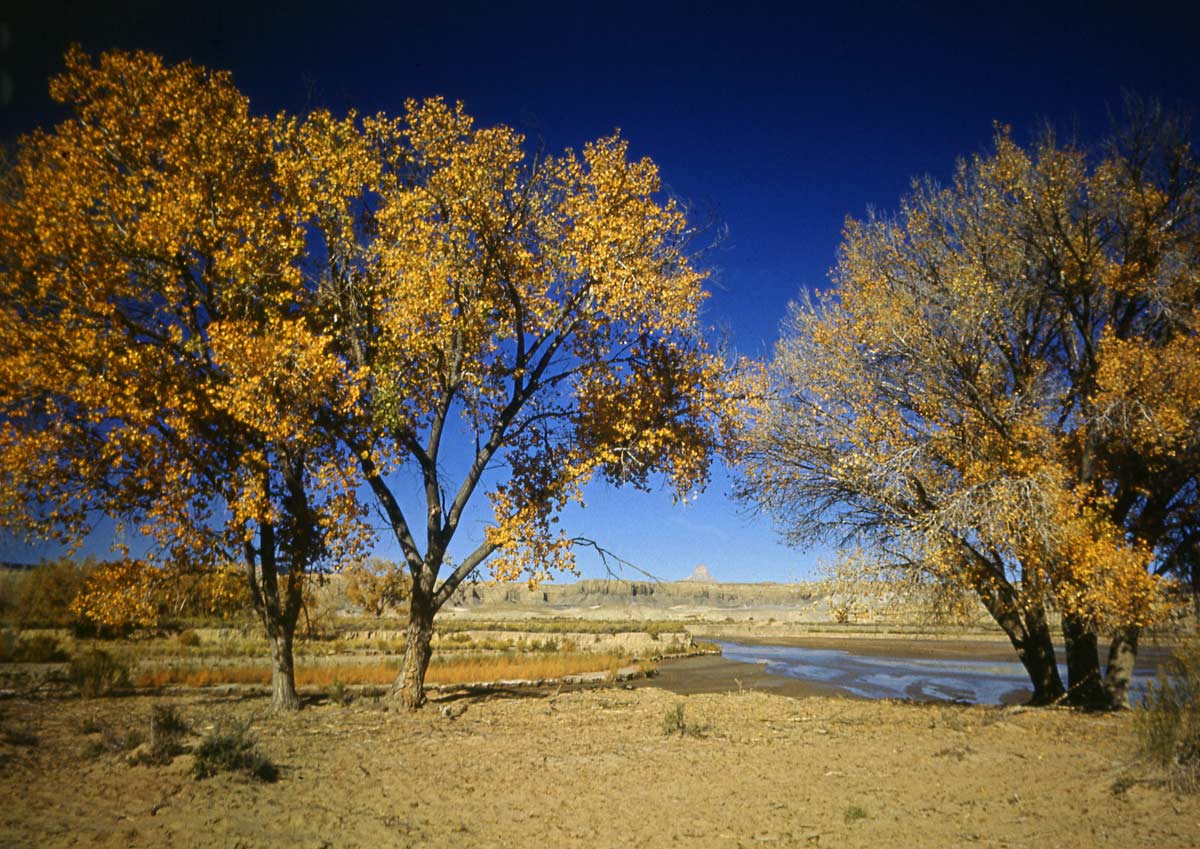 June | 2011 | Seattle Now & Then