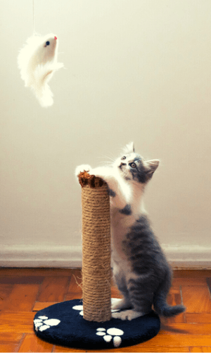 Cat Toys: How to pick a toy my cat will ACTUALLY play with! - Paw Parenting
