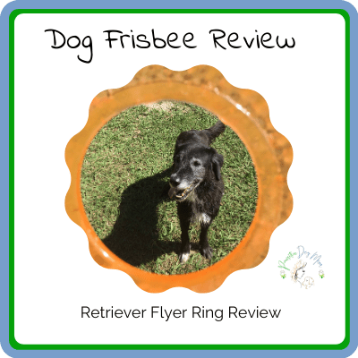 A cheap, fun, durable dog frisbee for less than 6 bucks - Pawsitive Dog Mom