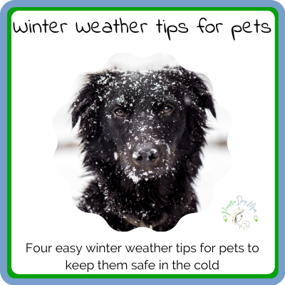 4 important winter weather tips for pets to keep them safe in the cold ...