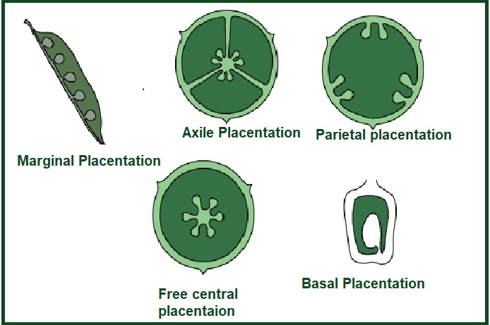The Flower - PCSSTUDIES Biology