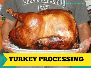 Improved poultry processing equipment – Peacock Orchard