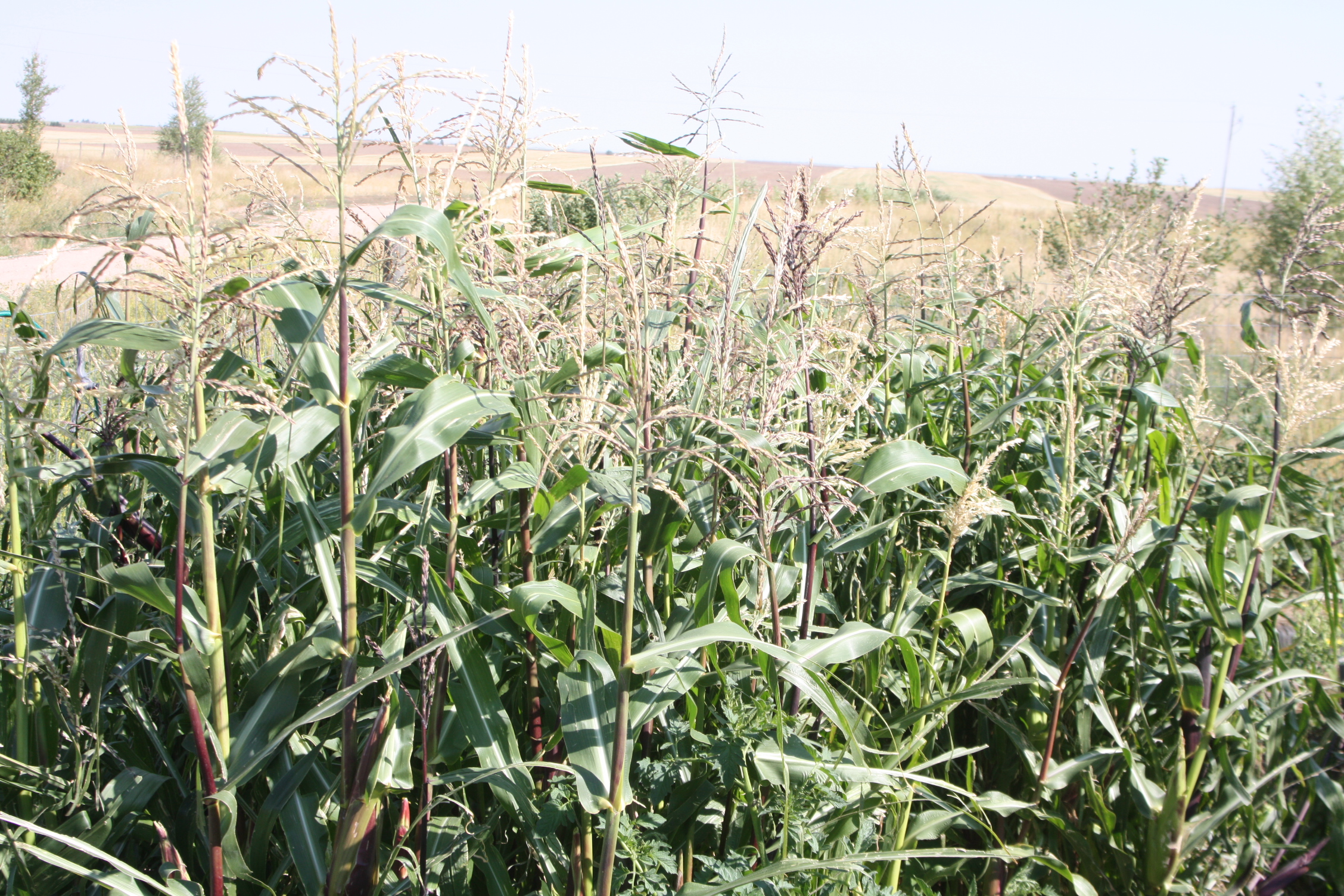 Corn Problems – Peacock Orchard