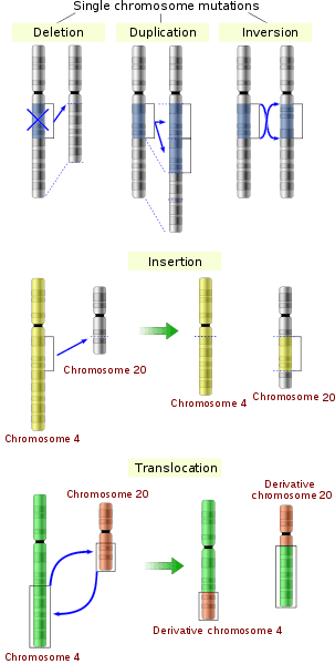 Difference Between Mutation and Variation | Definition, Types, Features