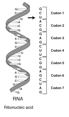 Difference Between Genetic Code and Codon | Definition, Characteristics, Role
