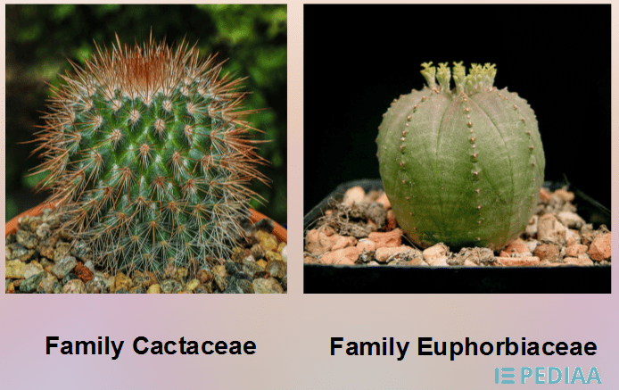 Difference Between Parallel and Convergent Evolution | Definition ...