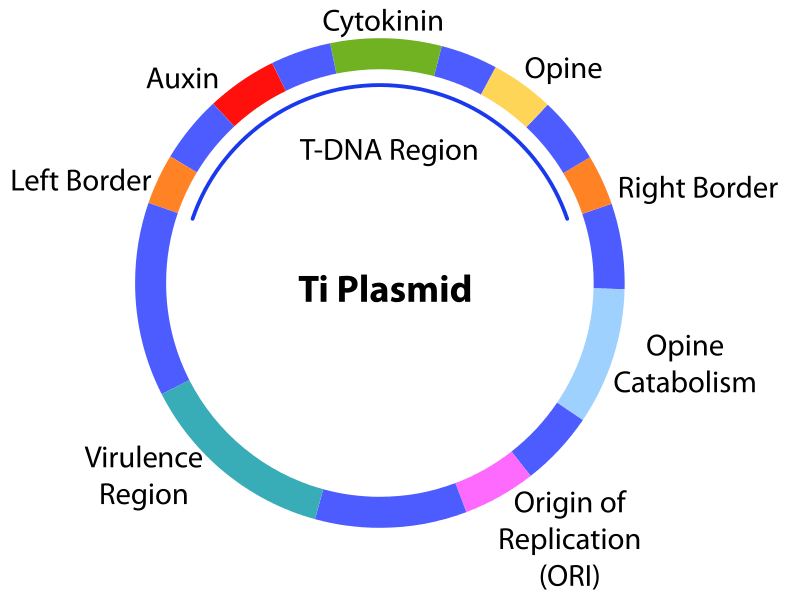 Difference Between Ti and Ri Plasmid | Definition, Structure, Vector ...