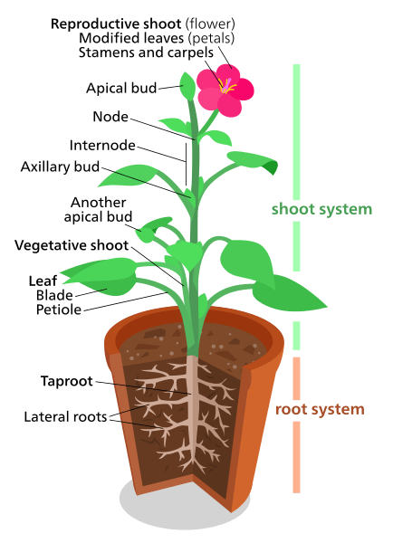 Difference Between Root System and Shoot System - Pediaa.Com