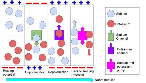Difference Between Depolarization and Repolarization - Pediaa.Com