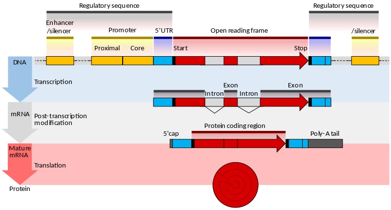 What Is The Difference Between Coding And Noncoding Dna Pediaacom 7408