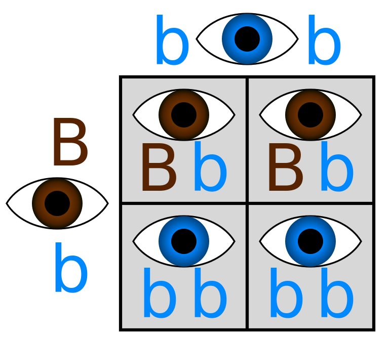 What is the Difference Between Haplotype and Genotype - Pediaa.Com