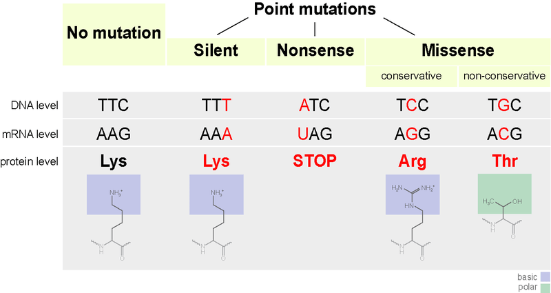 What is the Difference Between Silent and Neutral Mutation - Pediaa.Com