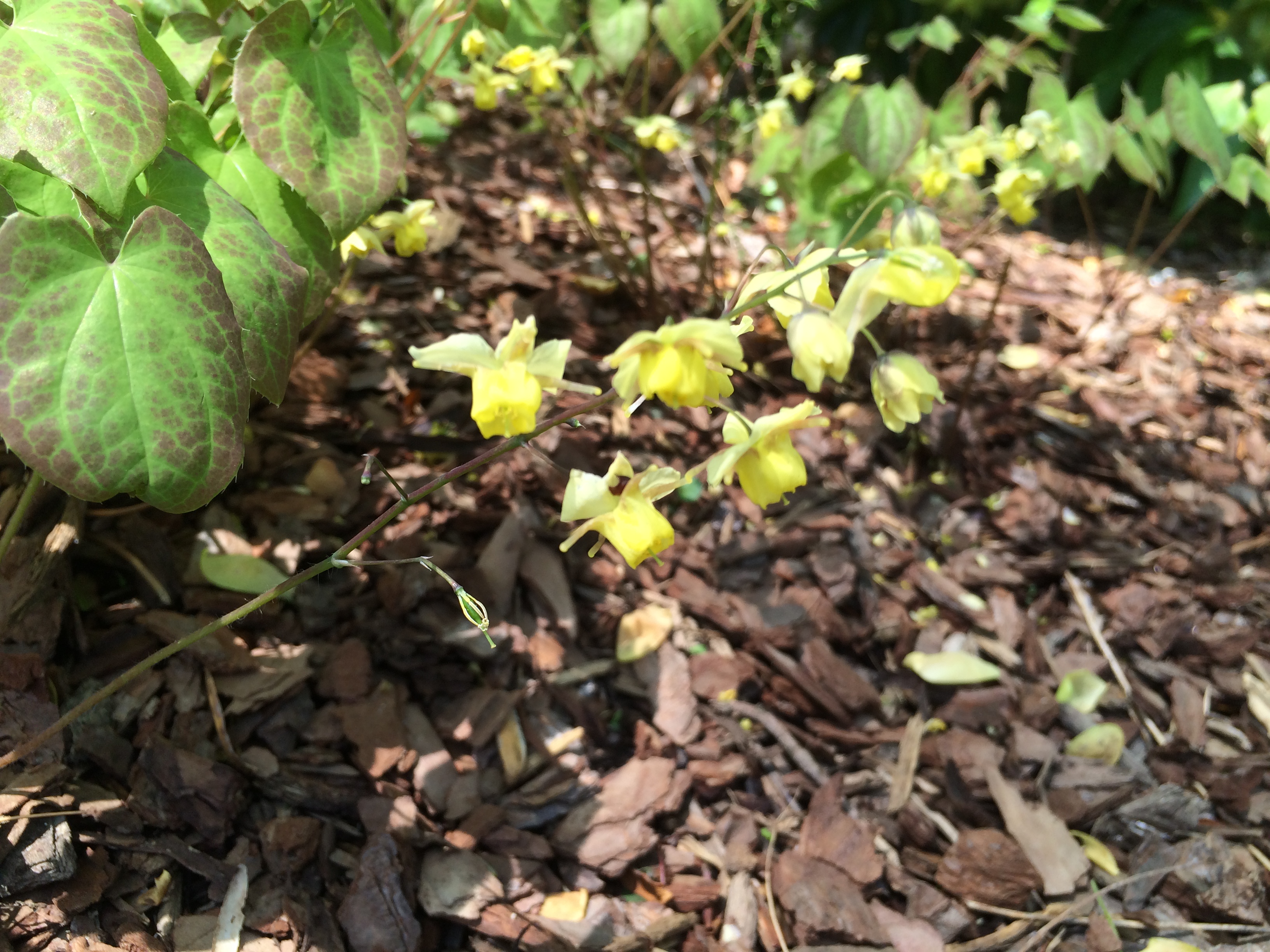 epimedium