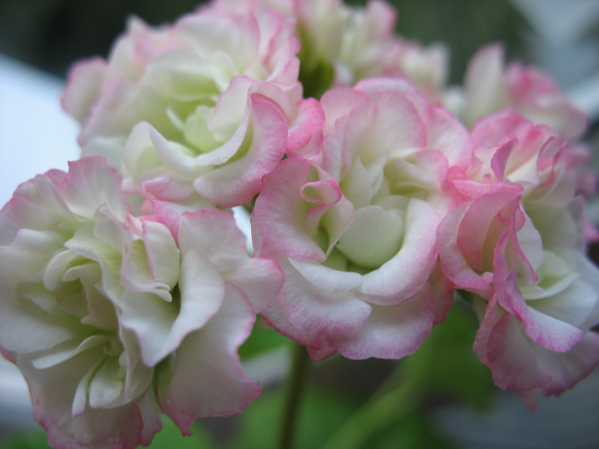 Appleblossom Rosebud | Блог О Пеларгониях | Pelargoniums Photos ...