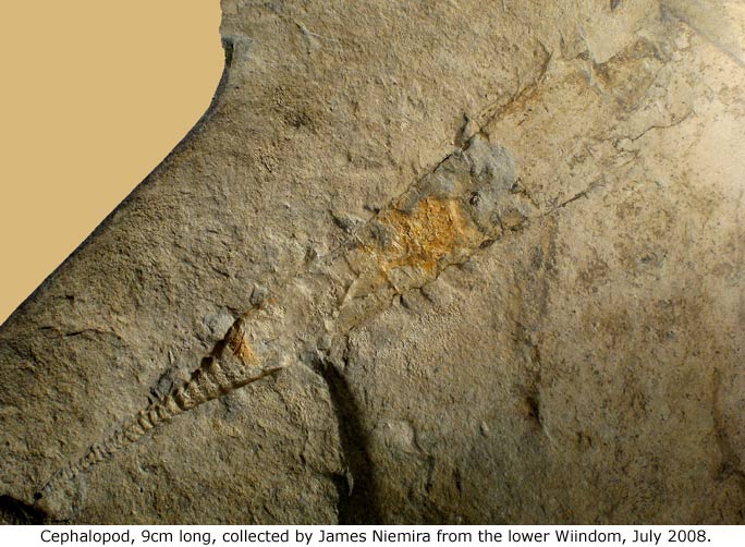 Cephalopods – Penn Dixie Fossil Park & Nature Reserve