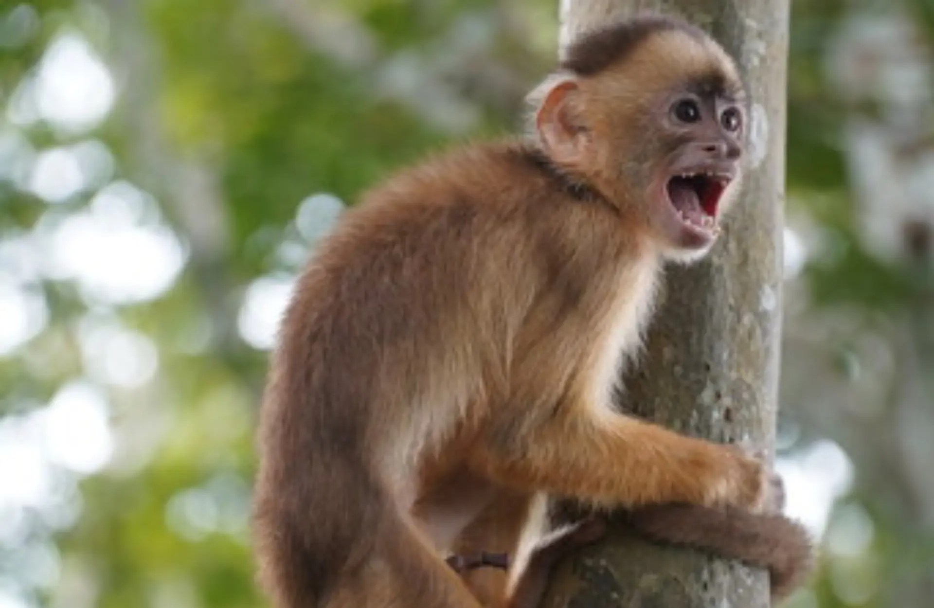 The 5 Most Important Peruvian Rainforest Facts - Peru Jungle Trips