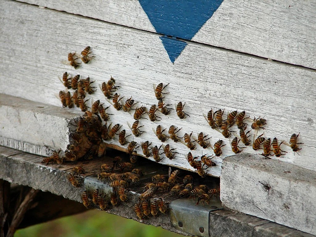 How To Get Rid Of Bees In Walls Without Sprays And Chemicals | Pestclue