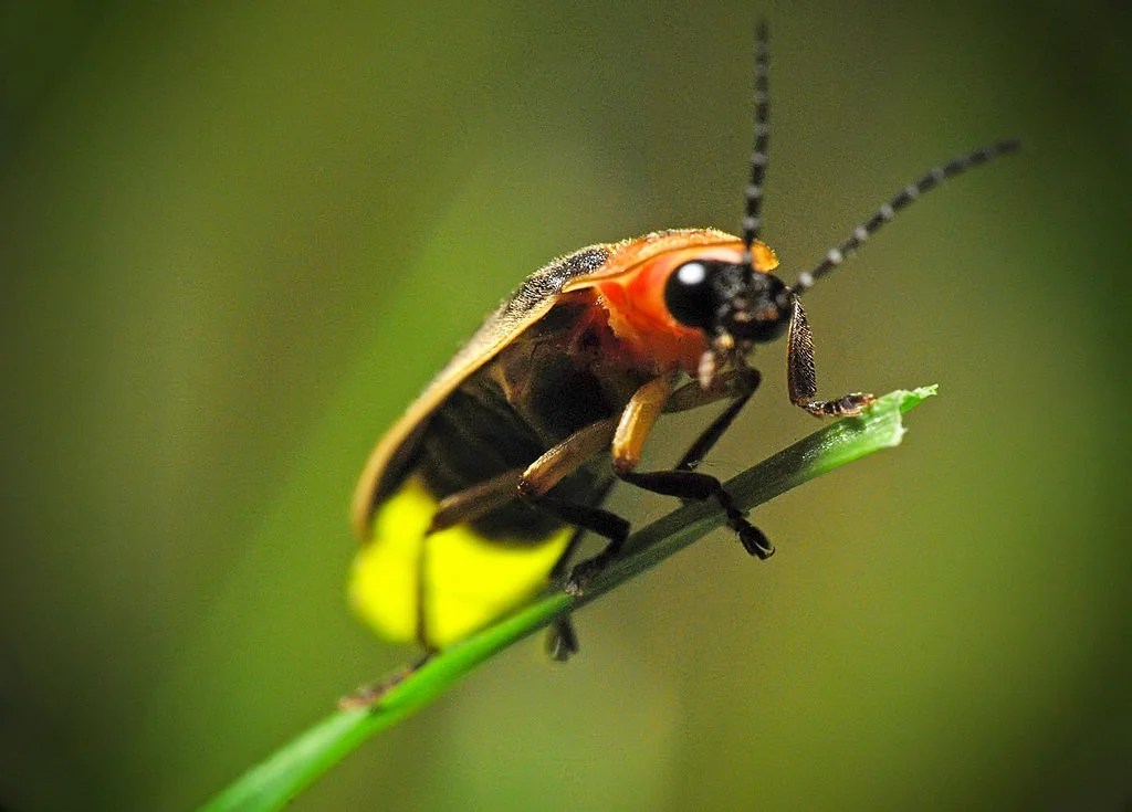 What Does Firefly Eat? Interesting Facts About Firefly Diet | Pestclue