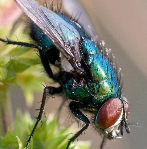5 Most Common Fly Species In The UK | Pestclue