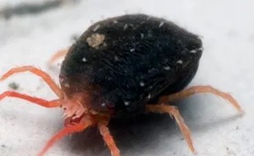 Types Of Mites In The House And Getting Rid Of Them | Pestclue