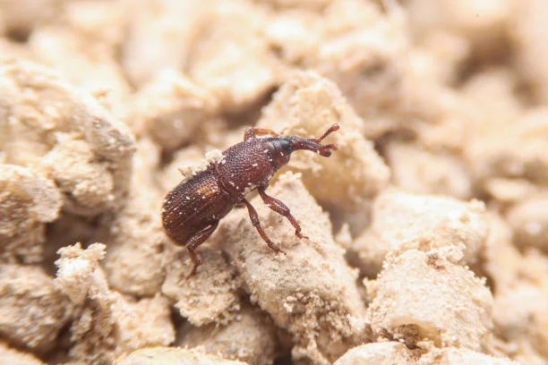 Flour Beetles: Facts And How To Get Rid | Pestclue