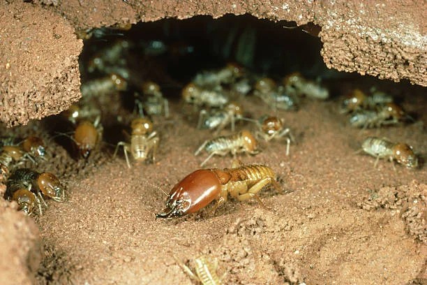Termite Season | When Is Termite Season? | Pestclue